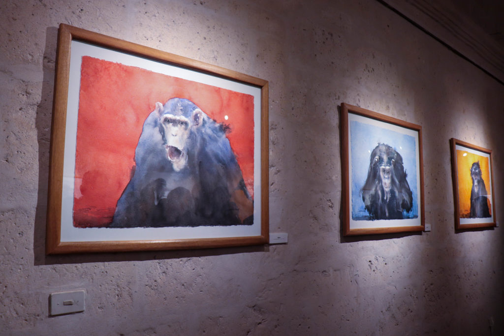 Simios y sus emociones en la inauguración de la muestra ‘Animal’ de ...